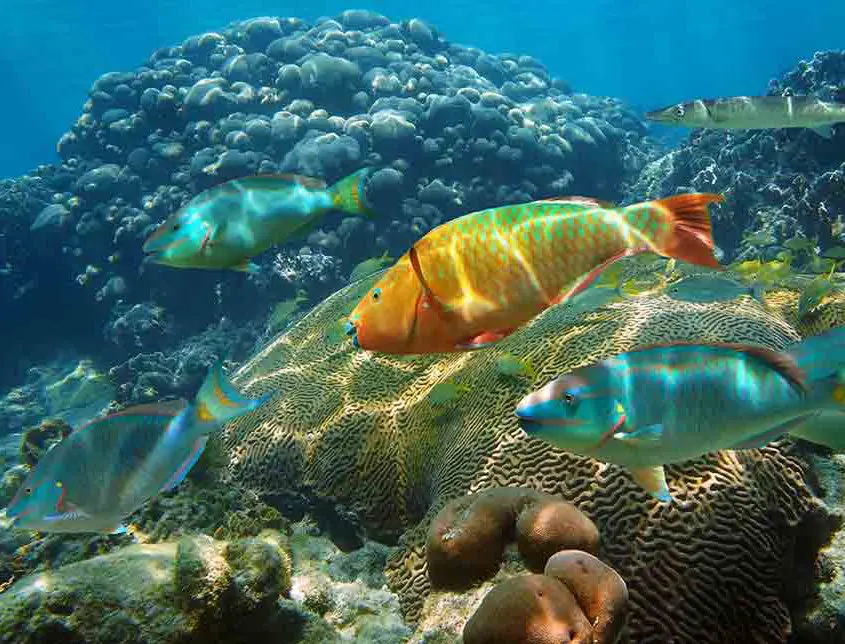 Snorkeling in Cancun: Explore the Best Underwater Spots
